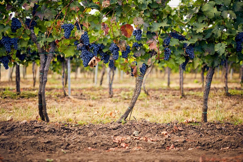 Rows of Vineyards with Blue Grapes Stock Photo - Image of bunch, ripe ...