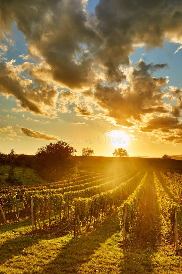 Vineyards at Sunset in Autumn Harvest Stock Photo - Image of grow ...