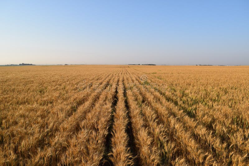 Rows of wheat stock image. Image of wheatfield, wide - 43908705