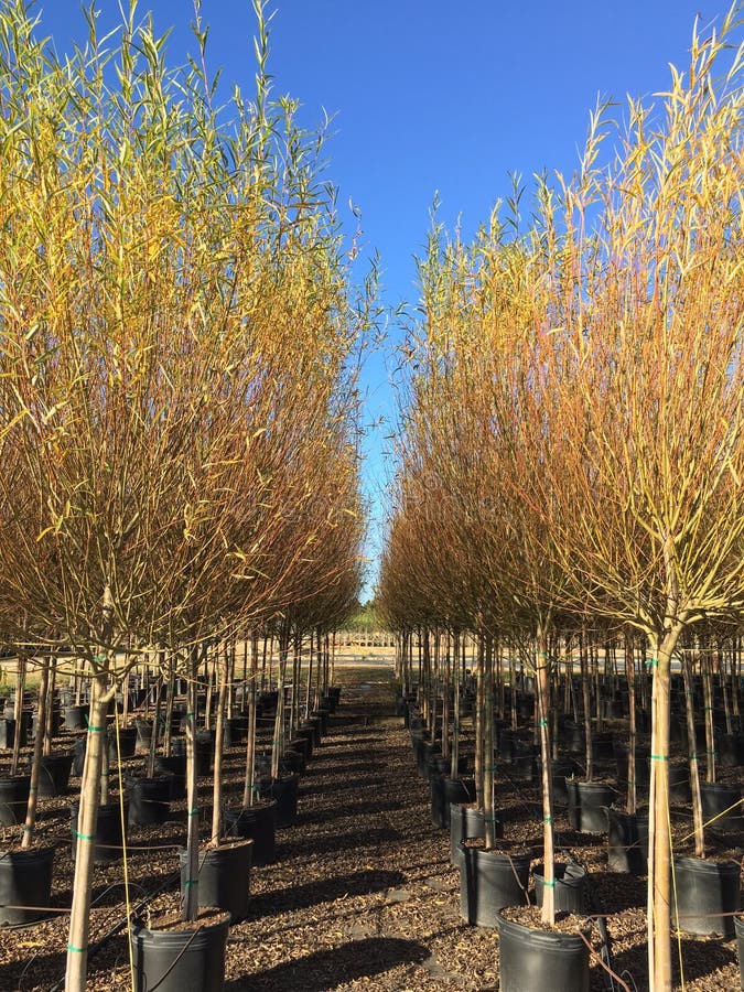 Rows of Willow Trees at Tree Farm Stock Photo - Image of leavesn ...