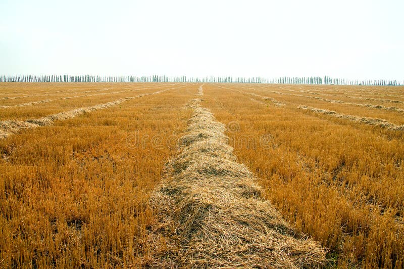 Rows of windrows stock image. Image of gold, loaf, earth - 10823599