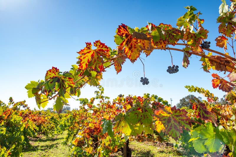 Rows of Wine Grapes in a Field Stock Image - Image of fresh, autumn ...