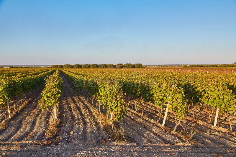 Rows of Wine Vineyards in Autumn Colors Stock Image - Image of grape ...