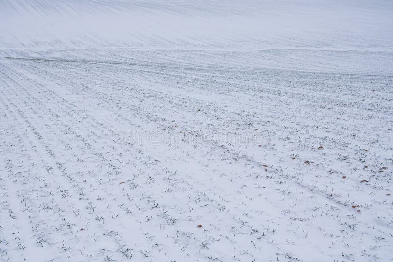 Rows of Winter Wheat on a Field Covered with Snow. Green Grass, Lawn ...