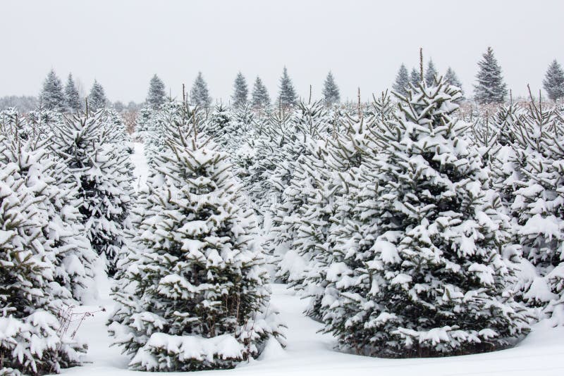 Rows of Wisconsin Christmas Trees Covered with Snow Not Cut, Just ...