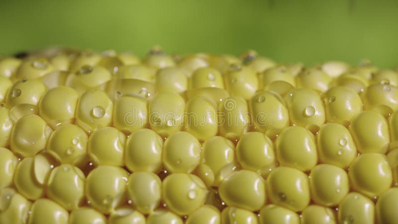 Rows of Yellow Corn on Cob in Shower. Fresh Sweet Corn on Cob in ...