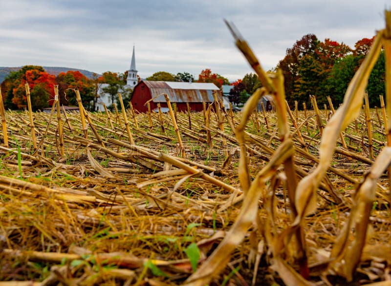 Rows of Yellow Stalks are All that are Left on a Recently Harvested ...