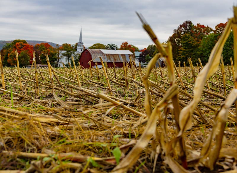 Rows of Yellow Stalks are All that are Left on a Recently Harvested ...