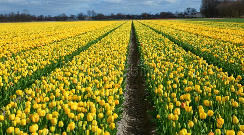 Rows of Yellow Tulips in Dutch Countryside Stock Photo - Image of house ...