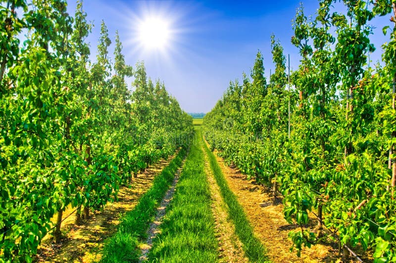 Rows of Young Apple Trees in Belgium Countryside, Benelux, HDR Stock ...