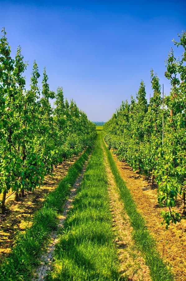 Rows of Young Apple Trees in Belgium Countryside, Benelux, HDR Stock ...
