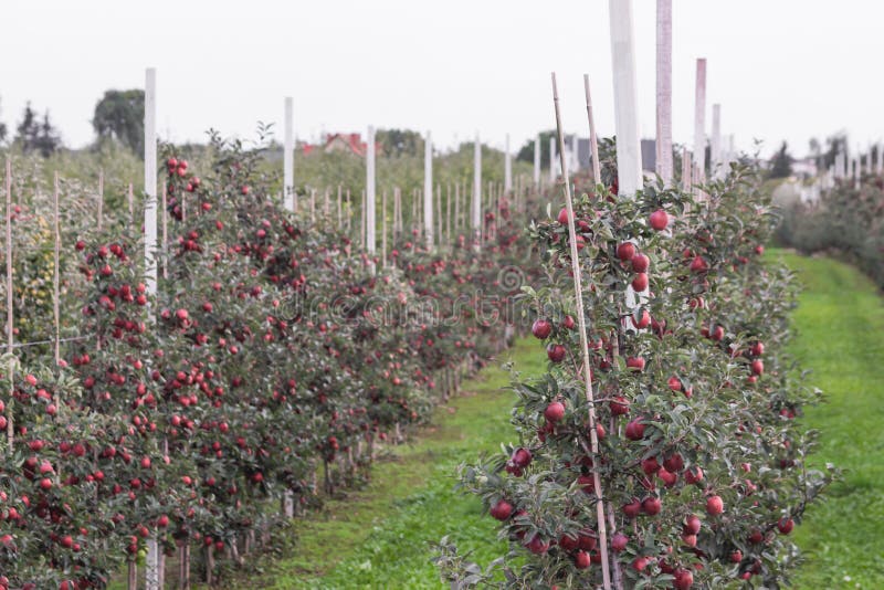 Rows of Young Apple Trees Fixed on Poles Growing in Orchard or on Apple ...