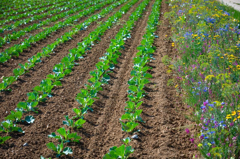 Rows of Young Cabbage with Flowering Strips Stock Image - Image of ...