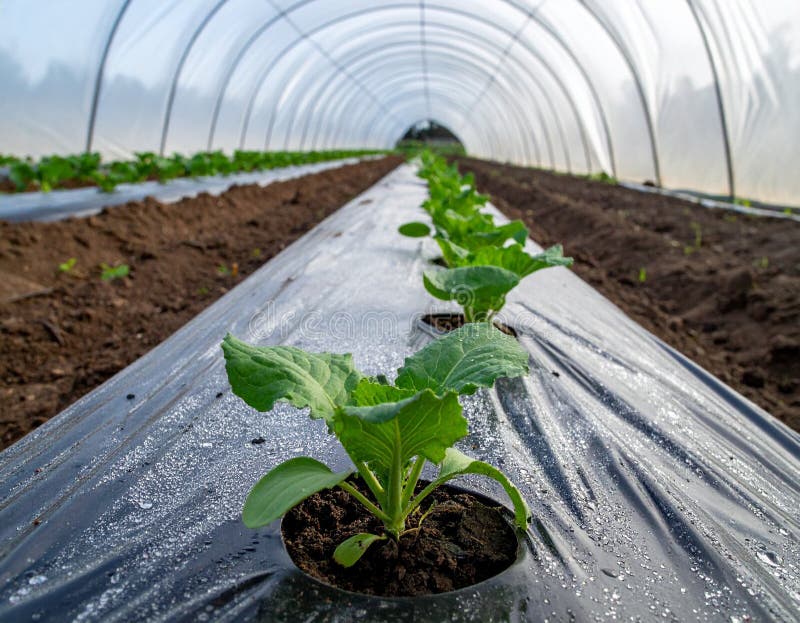 Rows of Young Cabbage Plants are Growing Inside a Polytunnel Covered ...