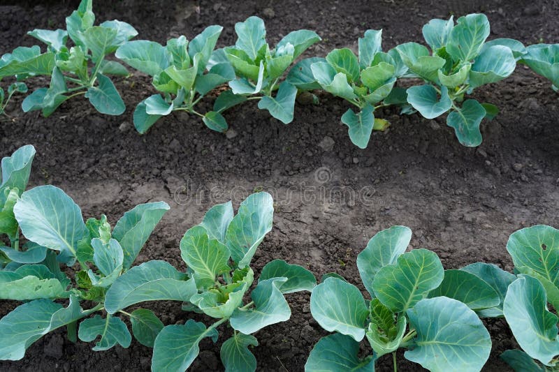 Rows of Young Cabbage. Young Cabbage Growing in Gardening Stock Image ...