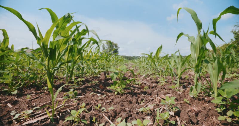 Rows of Young Corn in the Field Growing Corn Stock Footage - Video of rural, agronomy: 320647554