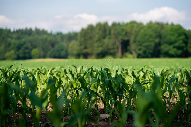 Rows of Young Corn Growing on a Field Stock Photo - Image of bright ... Rows of Young Corn Growing on a Field Stock Photo - Image of bright ...