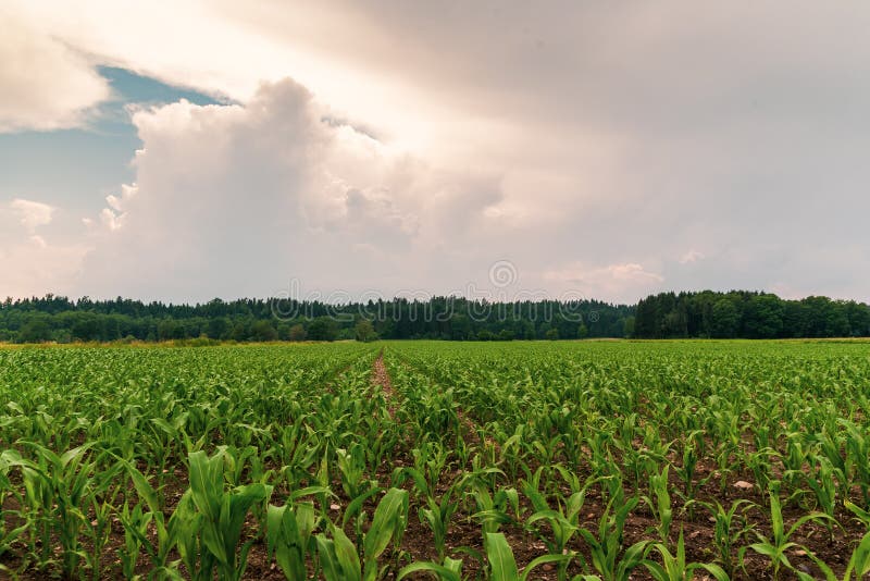 Rows of Young Corn Growing on a Field Stock Photo - Image of bright ... Rows of Young Corn Growing on a Field Stock Photo - Image of bright ...