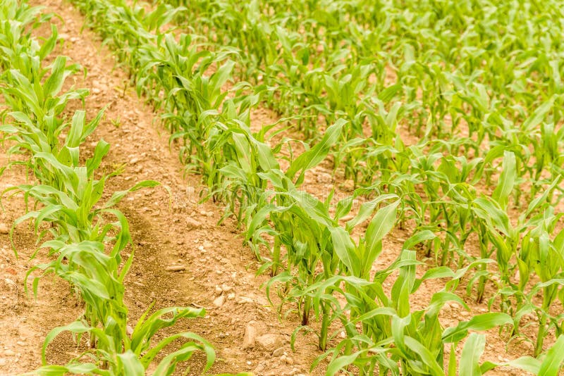 Rows of Young Corn Growing on a Field Stock Image - Image of garden ...