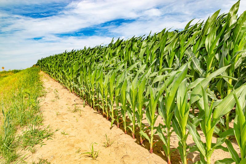 Rows Of Young Corn Or Maize On A Farm Stock Photo - Image of close ...