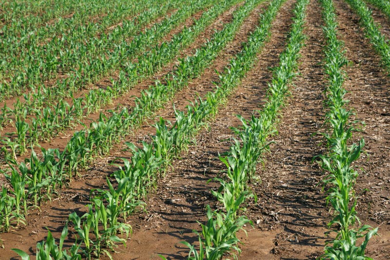 Rows of young corn plants stock image. Image of agricultural - 15163871