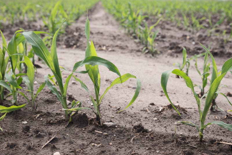 Rows of young corn plants stock image. Image of monoculture - 72600911