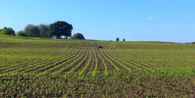 Rows of Young Corn Plants on a Field Stock Image - Image of countryside ...