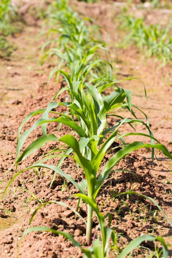 Rows of young corn plants stock photo. Image of landscape - 34817818