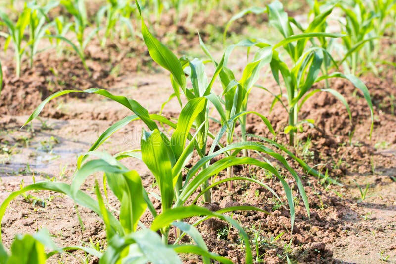 Rows of young corn plants stock photo. Image of landscape - 34817818