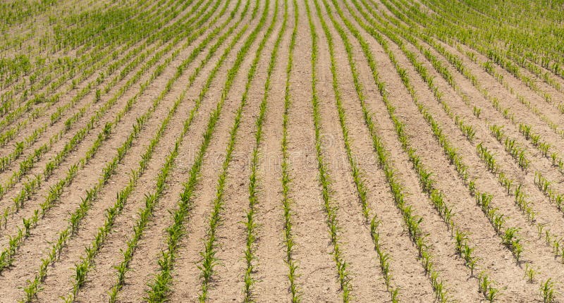 Rows of Young Corn Shoots on a Cornfield Stock Image - Image of ...