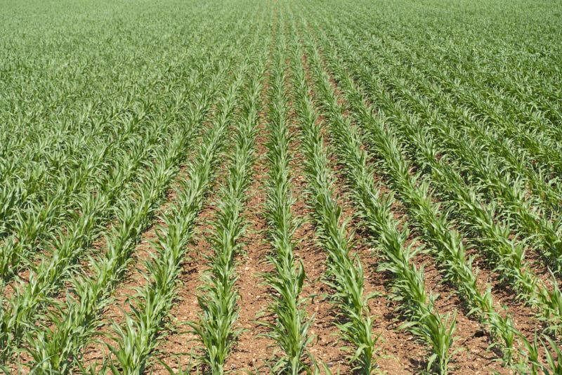 Rows of Young Corn Shoots on a Cornfield Stock Image - Image of growth ...