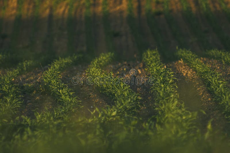 Rows of Young Corn Shoots on a Cornfield Stock Photo - Image of closeup ...