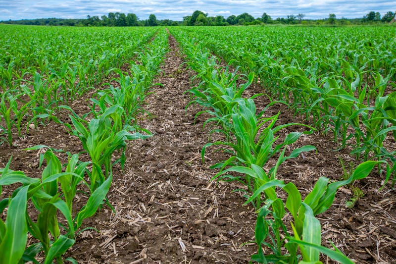 Rows of Young Corn Stalks in a Central Wiscosin Farmers Field in Early ...