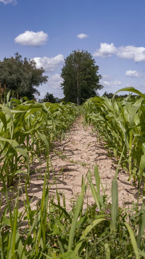 A Field with Young Corn Stalks Against a Blue Sky with Clouds Stock ...