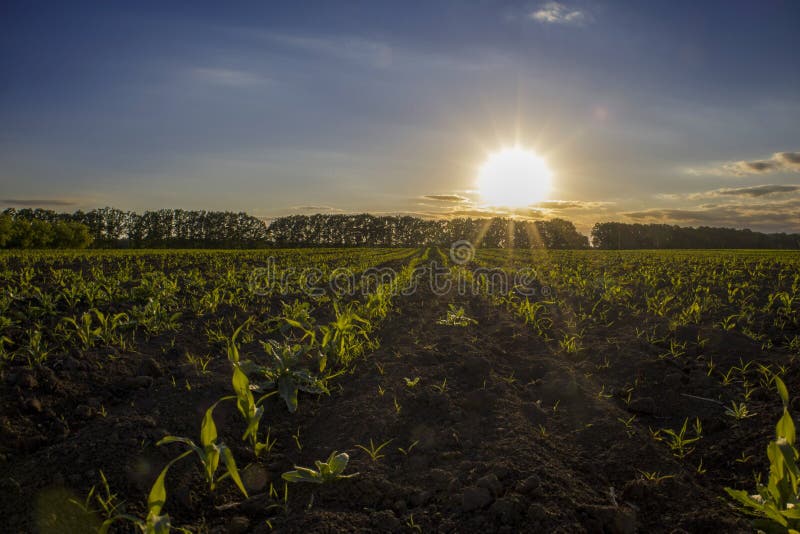 Rows of Young Corn on a Sunset Background. Stock Photo - Image of ...