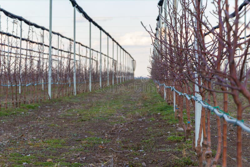Rows of Young Golden Delicious Apple Trees in March Selective Focus ...