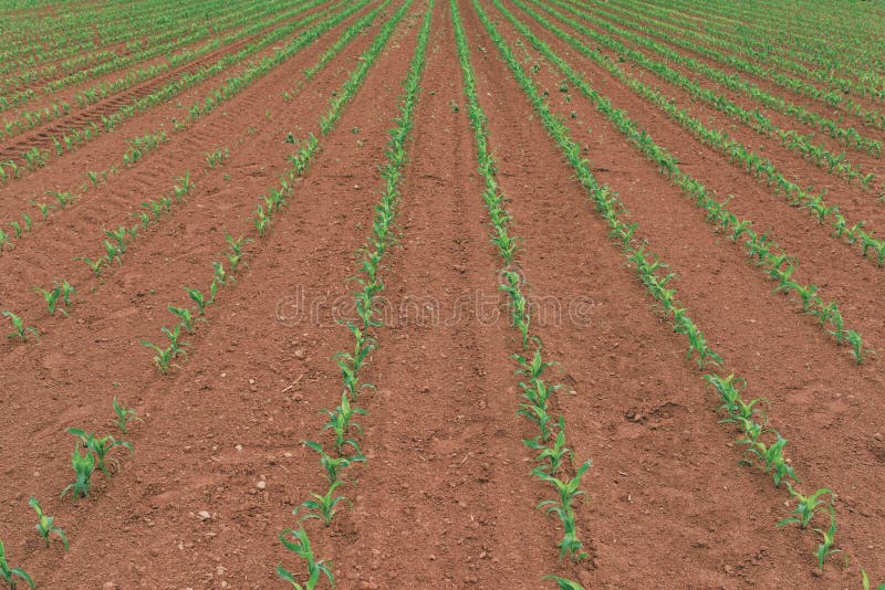 Rows of Young Green Corn Crops Field in Diminishing Perspective Stock ...