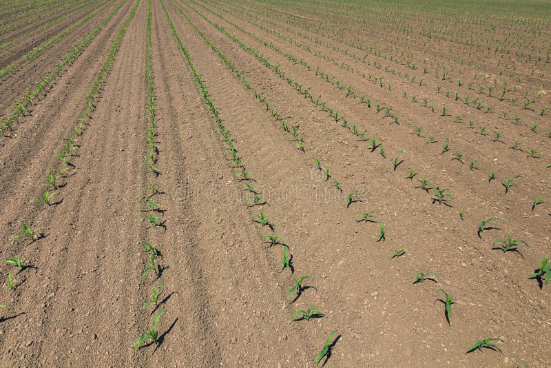 Rows of Young Green Corn Plants. Corn Seedling on the Field Stock Image ...