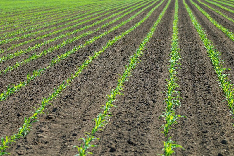 Rows of Young Green Corn Plants. Corn Seedling on the Field. Stock ...