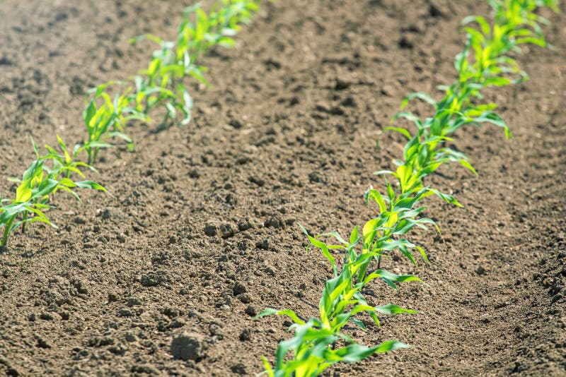 Rows of Young Green Corn Plants. Corn Seedling on the Field Stock Photo ...