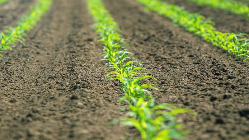 Rows of Young Green Corn Plants. Corn Seedling on the Field Stock Image ...