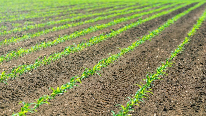 Rows of Young Green Corn Plants. Corn Seedling on the Field Stock Photo ...