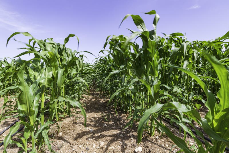 Rows of Young Corn Shoots on an Agricultural Field Stock Photo - Image ...