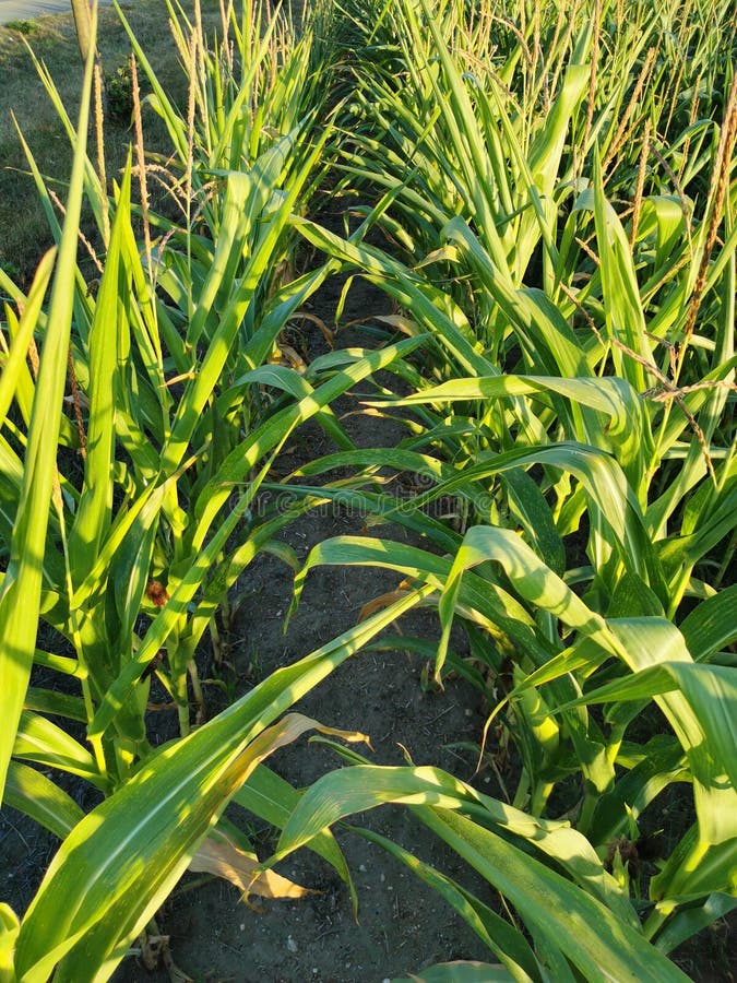 Rows of Young Green Corn Sprouts in a Field Stock Image - Image of ...
