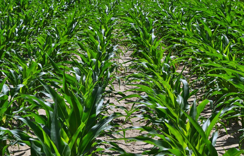 A Field with Rows of Young Green Corn Sprouts Stock Photo - Image of ...