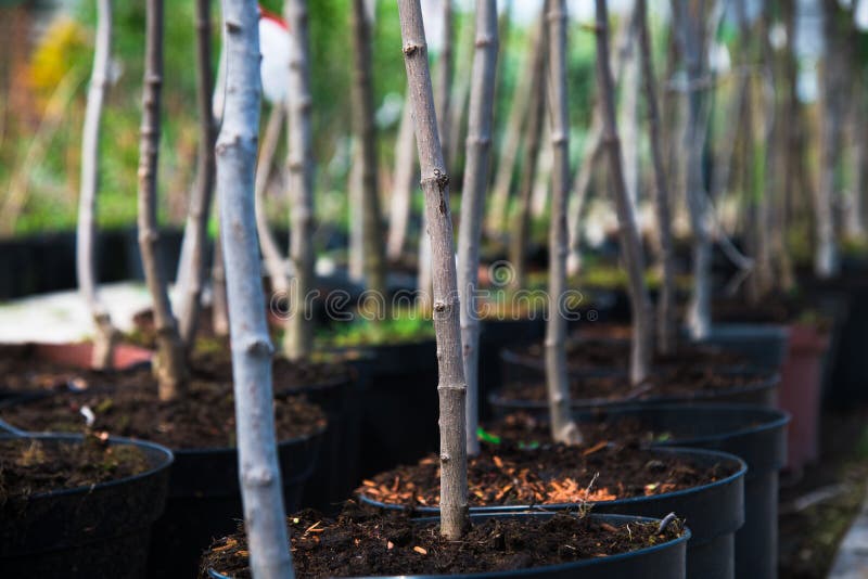 Rows of Young Maple Trees in Plastic Pots on Plant Nursery Stock Photo ...