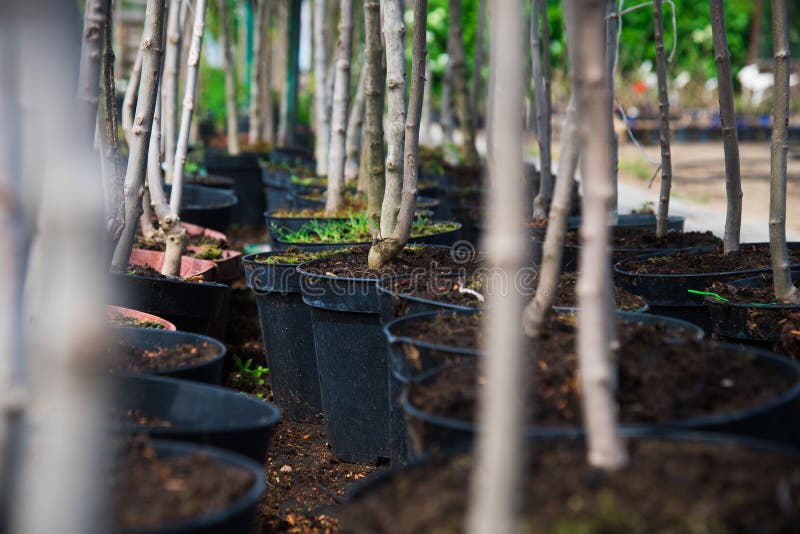 Rows of Young Maple Trees in Plastic Pots on Plant Nursery Stock Image ...