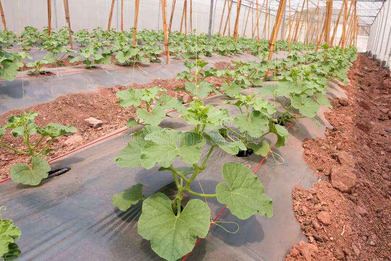 The Rows of Young Melon Plants Growing in Large Plant Nursery. Stock ...