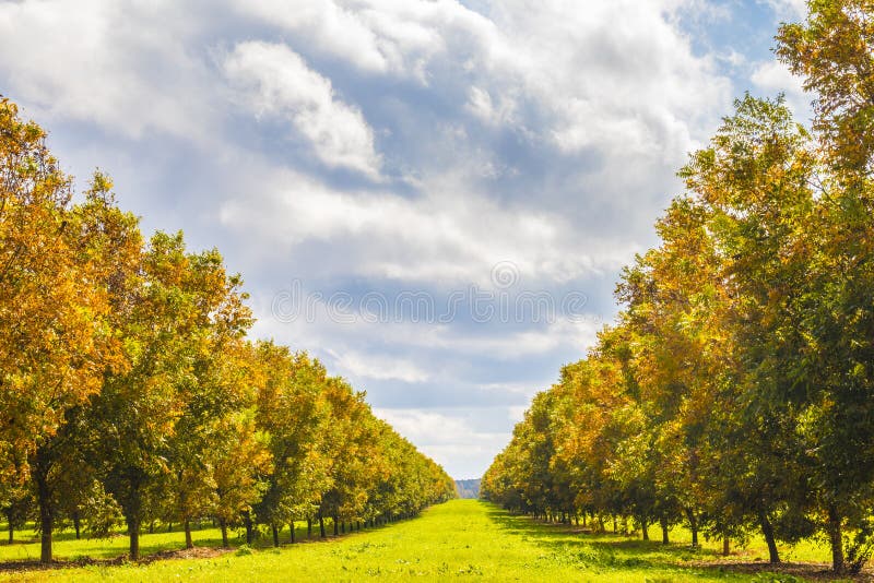 Rows of Young Pecan Trees on a Pecan Farm Stock Photo - Image of ...