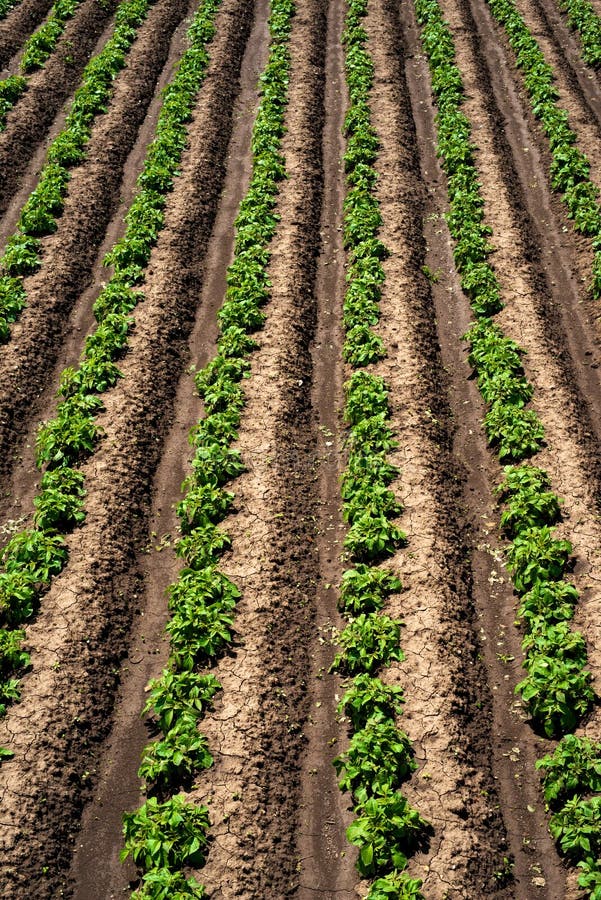 Rows of Young Potato Plants on the Field - Vertical Orientation Stock ...